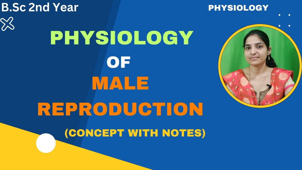 Physiology Of Male Reproduction Bsc 2nd Year Male Reproductive System