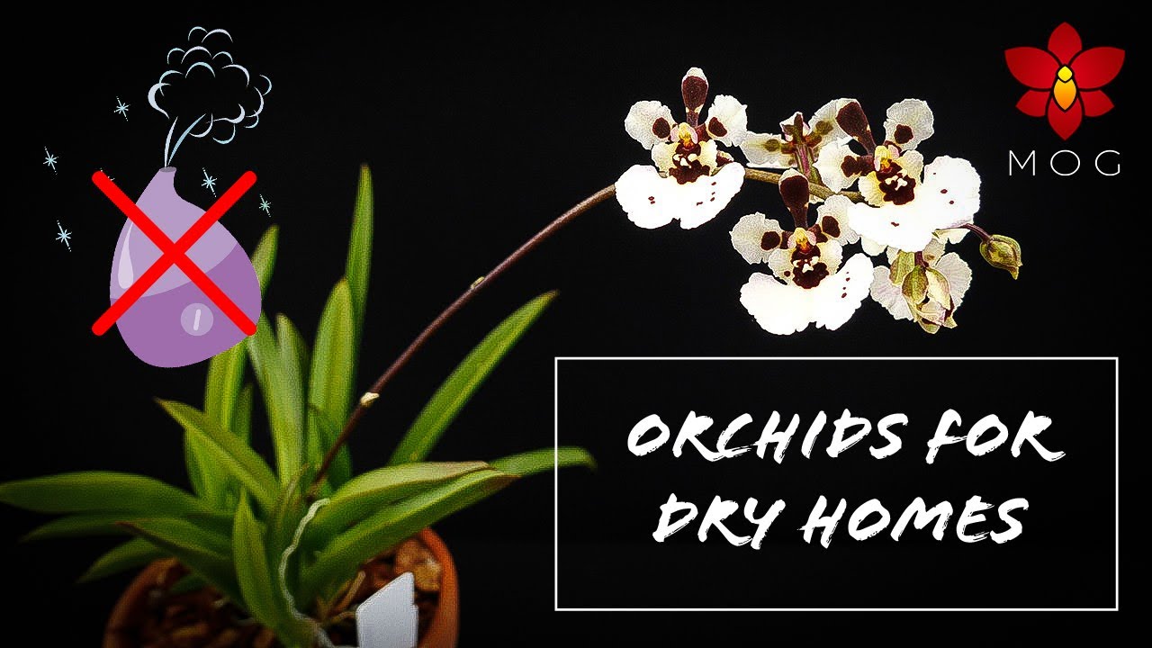 Easy Orchids for dry homes! No humidity trays, or humidifiers needed ...