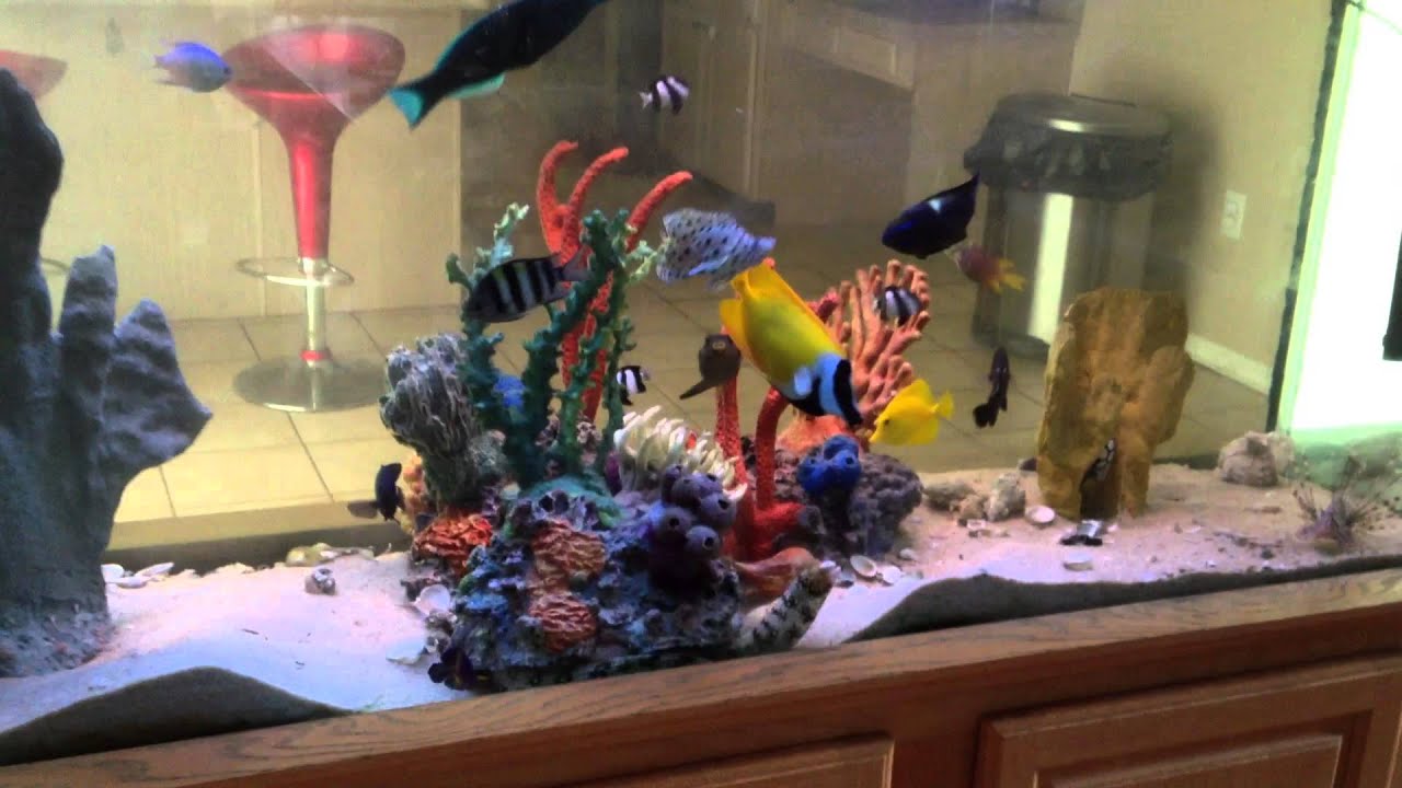 Fish only saltwater aquarium update july 2014 - YouTube