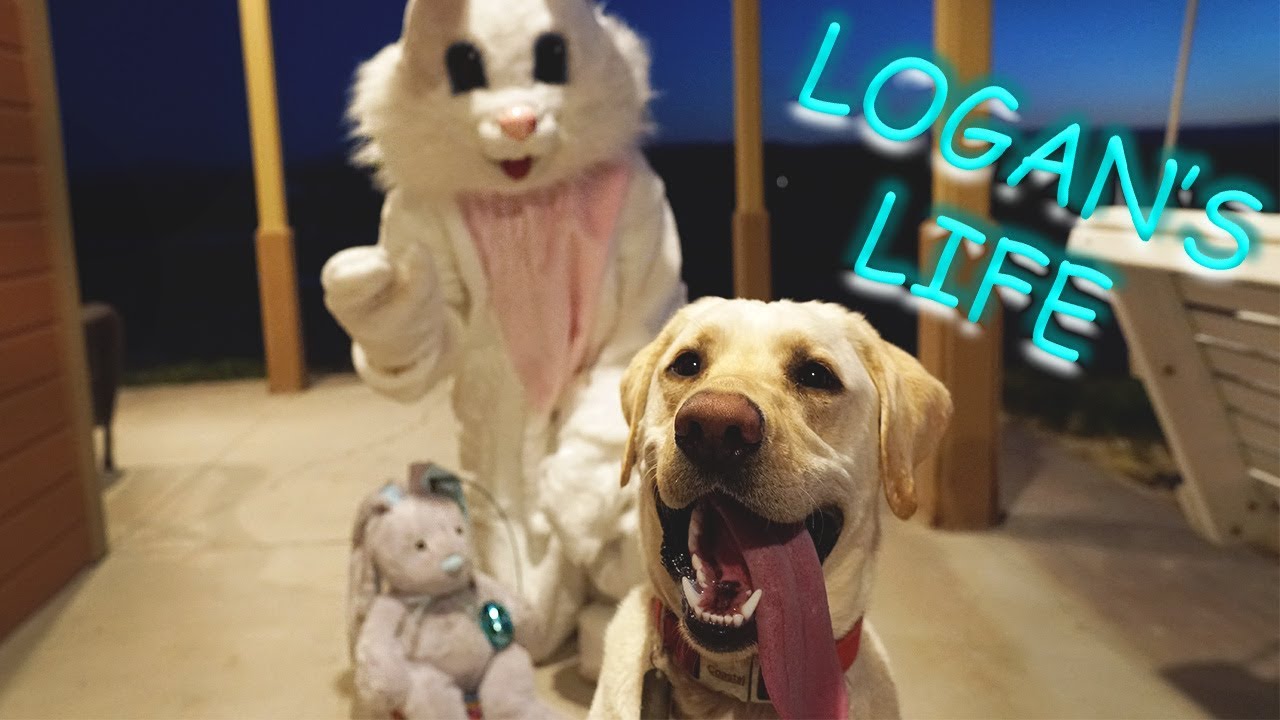 Logan and Giant Bunny Rabbit Friend Play Together - YouTube