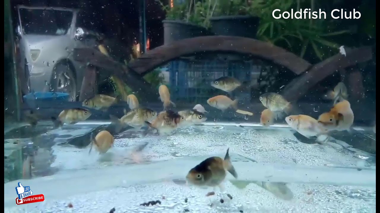 Goldfish Club - Japanese Singha 35 - YouTube