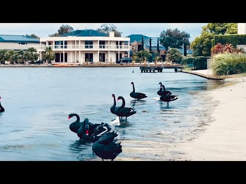 鲜花开满澳洲的“江南水乡”-Sanctuary Lakes /Flowers are blooming at Sanctuary Lakes ...