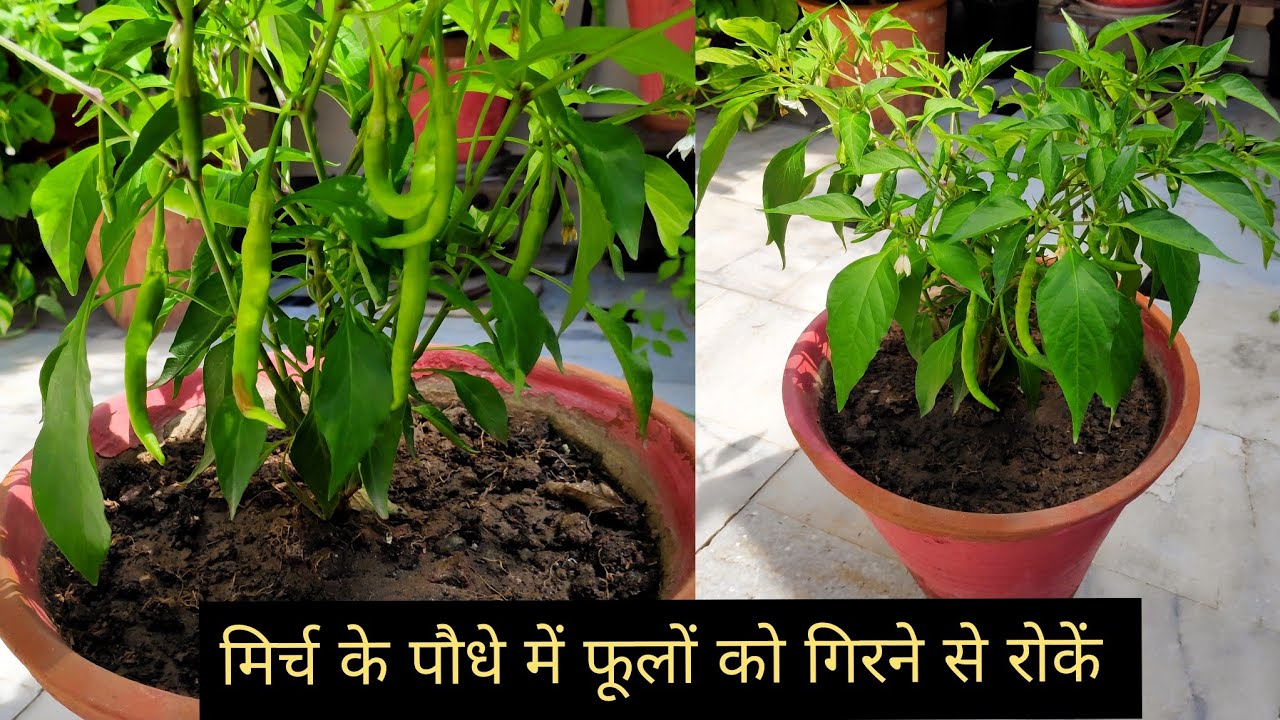 Mirch plant care in pot, मिर्च के पौधे में फूलों को गिरने झड़ने से कैसे ...