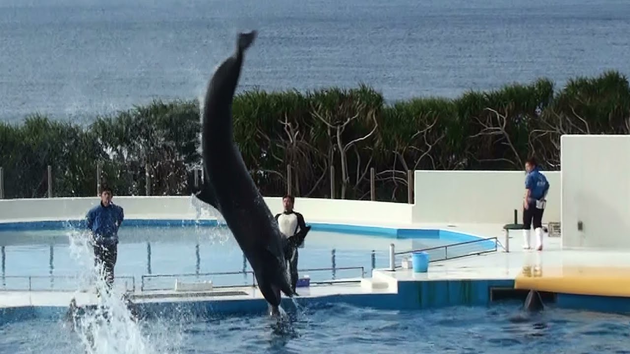 Aquarium Dolphin Whale Show 7/9 - YouTube