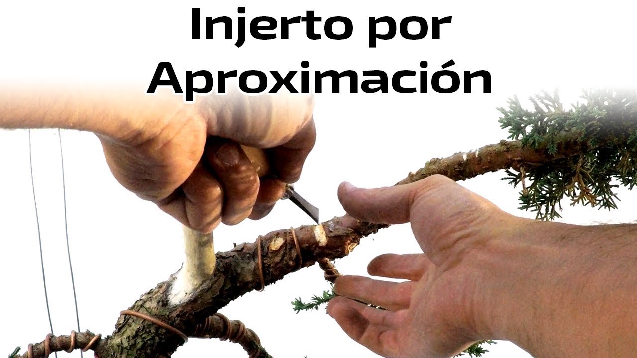 Injerto por Aproximación - Tipos de Injerto Nº 3 - YouTube