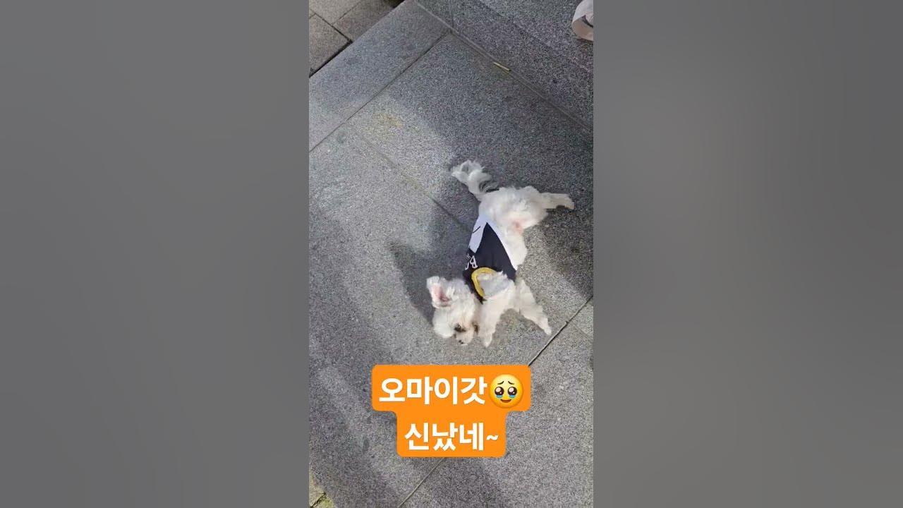 개르니날 토토 바닥에서 뒹굴다 말티즈일상 강아지브이로그 강릉역 강아지일상 Youtube