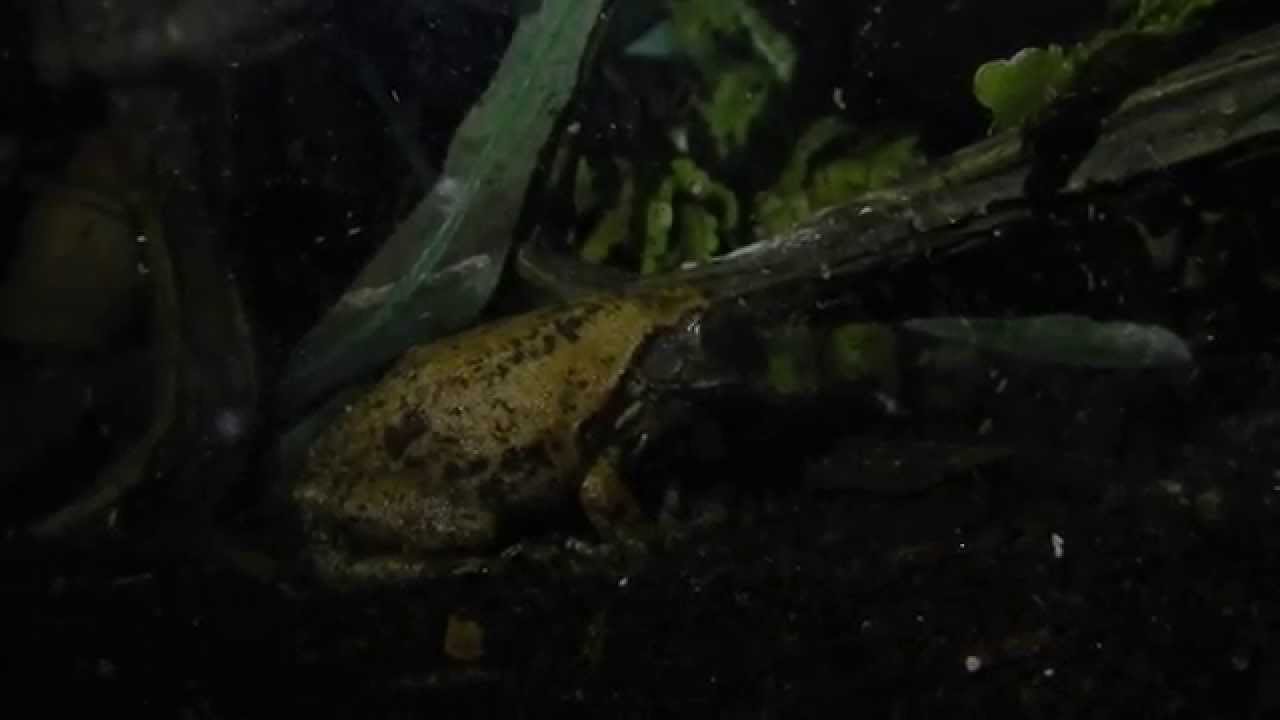 Peacock Tree Frog (Leptopelis vermiculatus) calling - YouTube