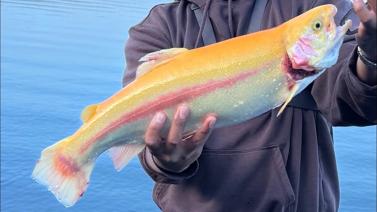 First Lightning Trout - YouTube