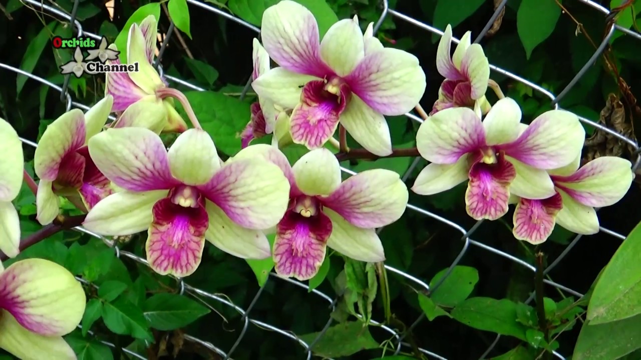Beauty of dendro orchids | vẻ đẹp của lan Dendro | Phong lan Denro ...