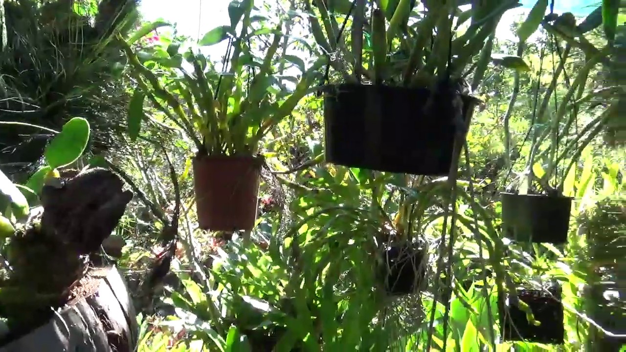 Bulbophyllum Elizabeth Ann Buckleberry, Bulb. Rothschildianum - YouTube