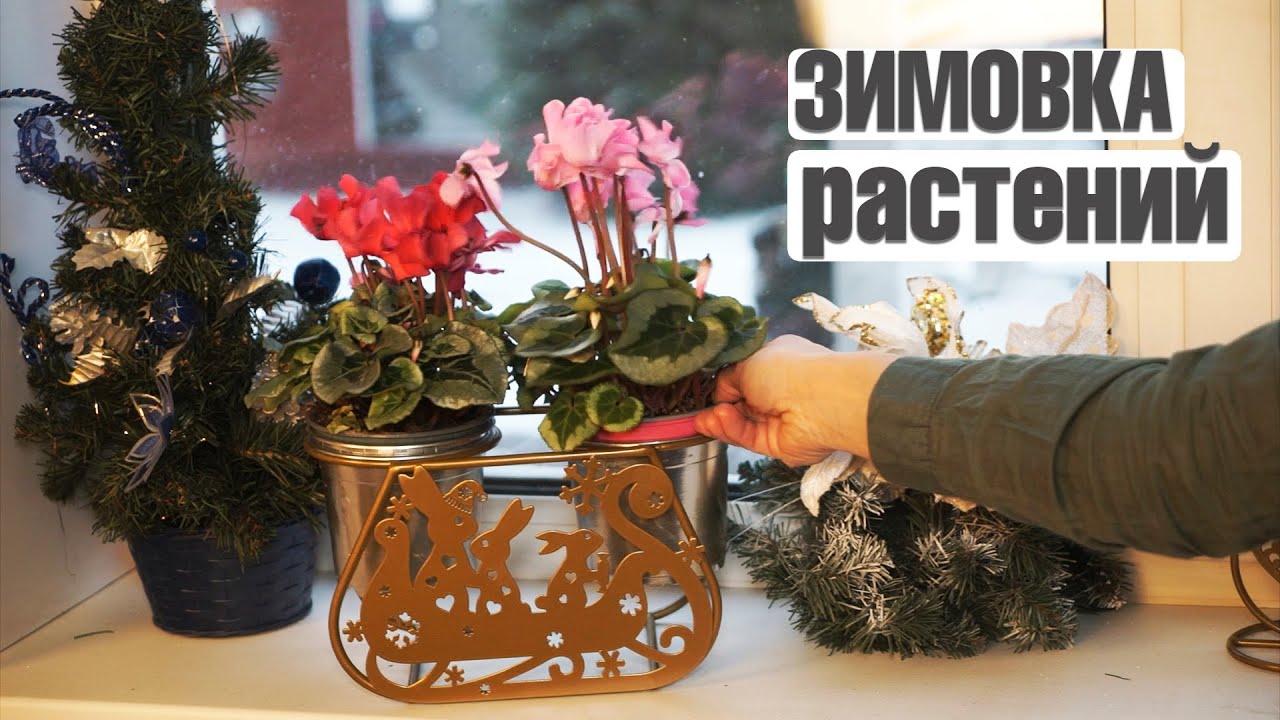 ВАШИ РАСТЕНИЯ НЕ ПЕРЕЖИВУТ ЗИМУ ЕСЛИ НЕ СОБЛЮДАТЬ ЭТИ ПРАВИЛА ️ УХОД ЗА