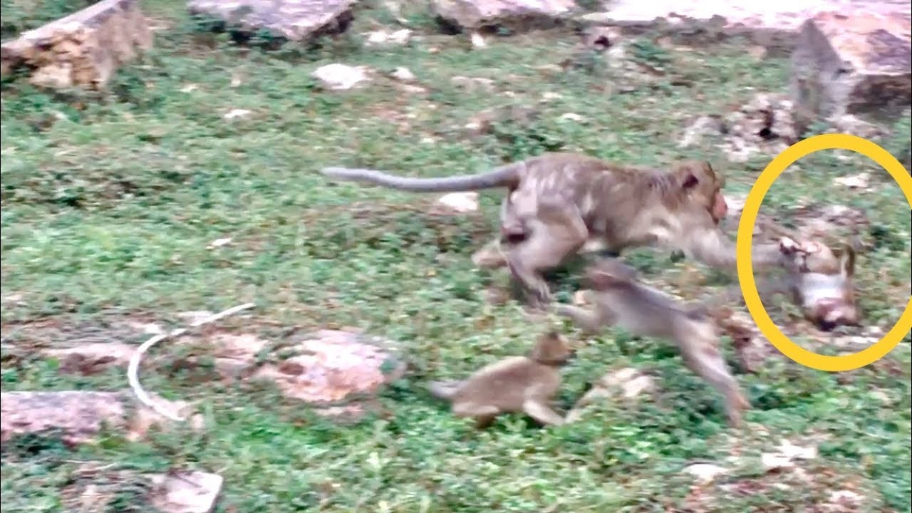 Poor baby monkey Brutus JR & Donny crying loudly. Felix help Brutus JR ...