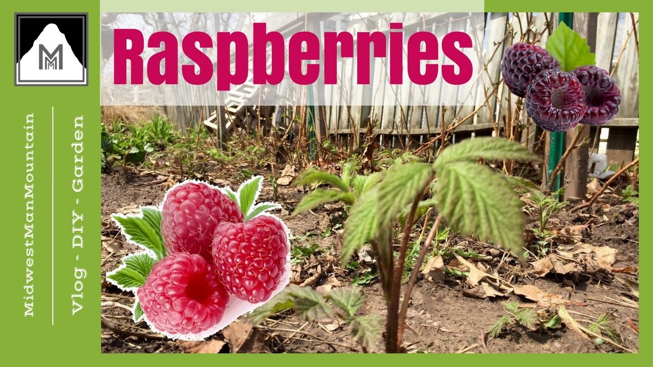 SIMPLE Tips For Transplanting Raspberries - YouTube