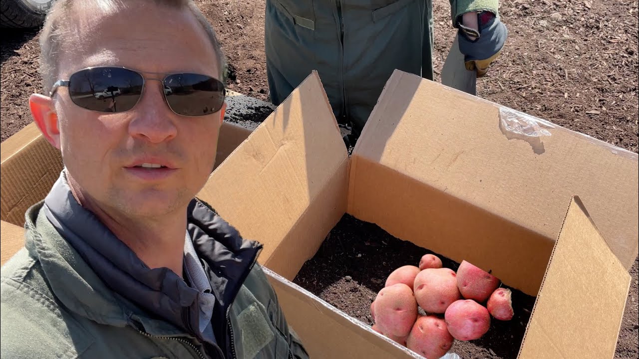 How to: Grow Potatoes in a Cardboard Box - YouTube