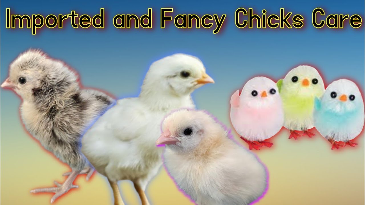 Fancy Chicks Care | Chicks Care | Imported Chickens - YouTube