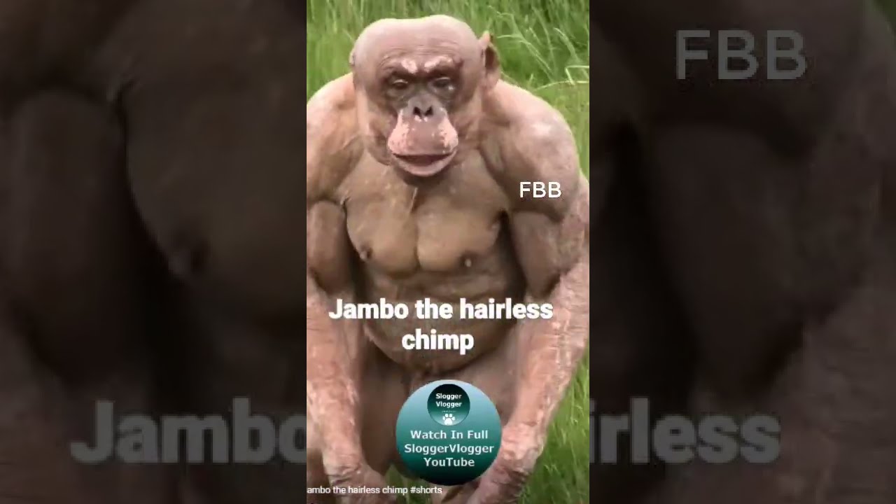 Jumbo the hairless chimp #shorts #animals #short - YouTube