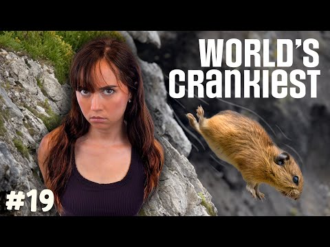 World's Crankiest: Do Lemmings Really Jump Off Cliffs?