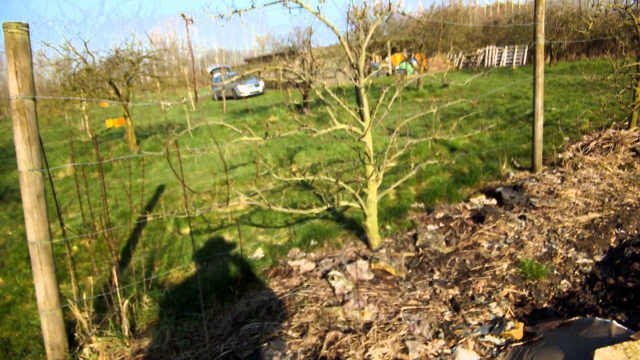 Pruning espalier and pyramid pears part 1 - YouTube