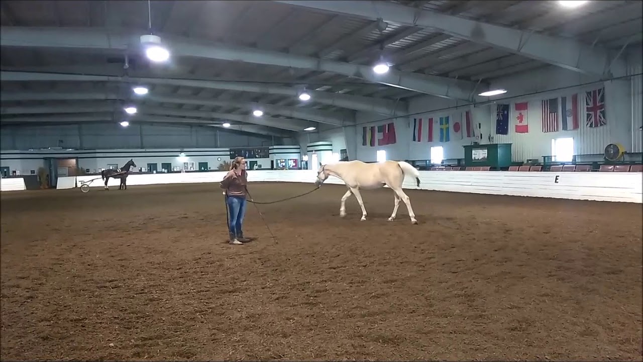 Parelli's Seven Games by Alex Clark - YouTube