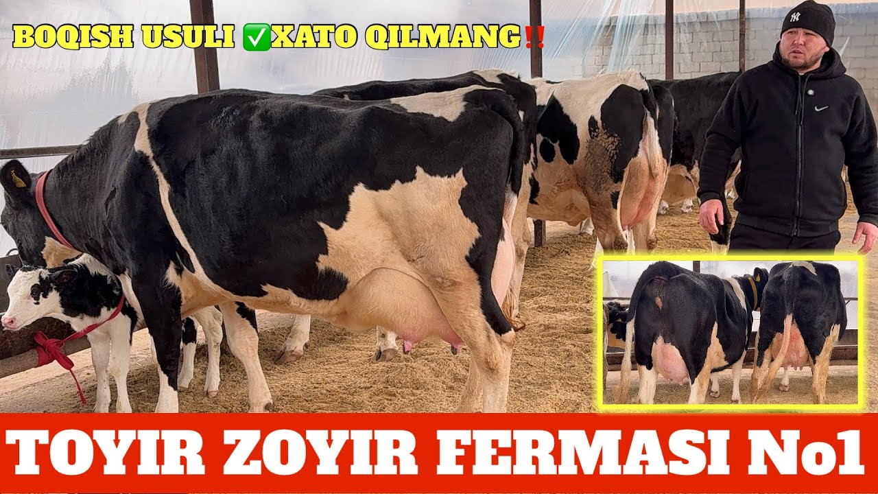 TOYIR ZOYIR FERMASI 30/45 LITR SUTGA SIGIRLANI QANDAY BOQISH SIRINI ...