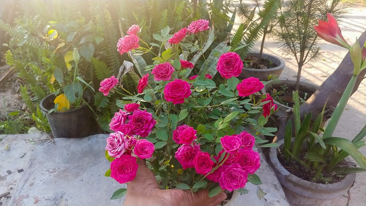 Miniature Red Roses 🌹 Rose Plant Care & Fertilizer #rose #garden # ...