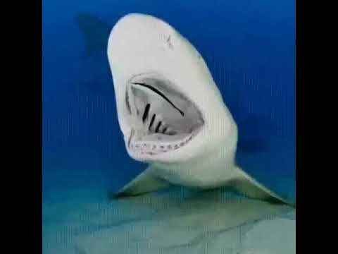 The Remora fish is cleaning shark’s teeth. - YouTube