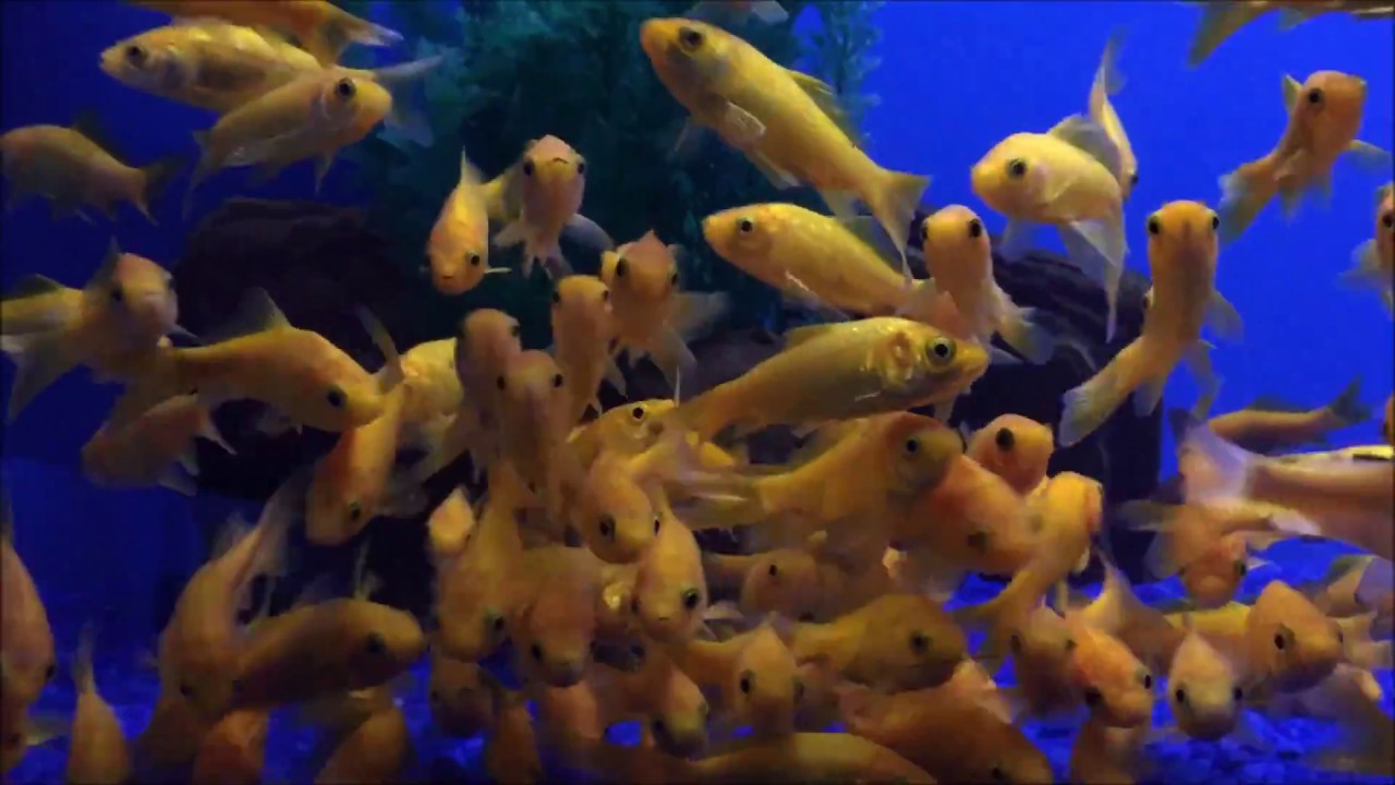 School of yellow goldfish all ready for feeding time at LFS. - YouTube