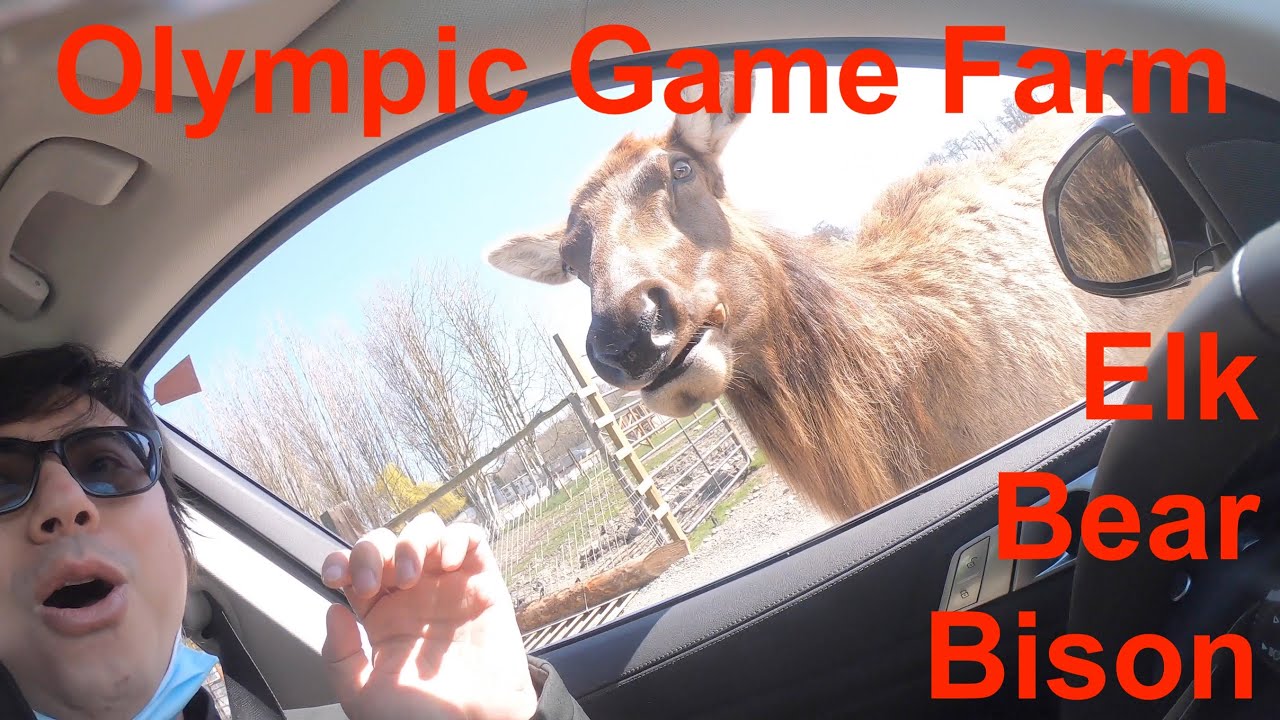 Olympic Game Farm - Drive thru and Feed Wild Animals | Sequim ...