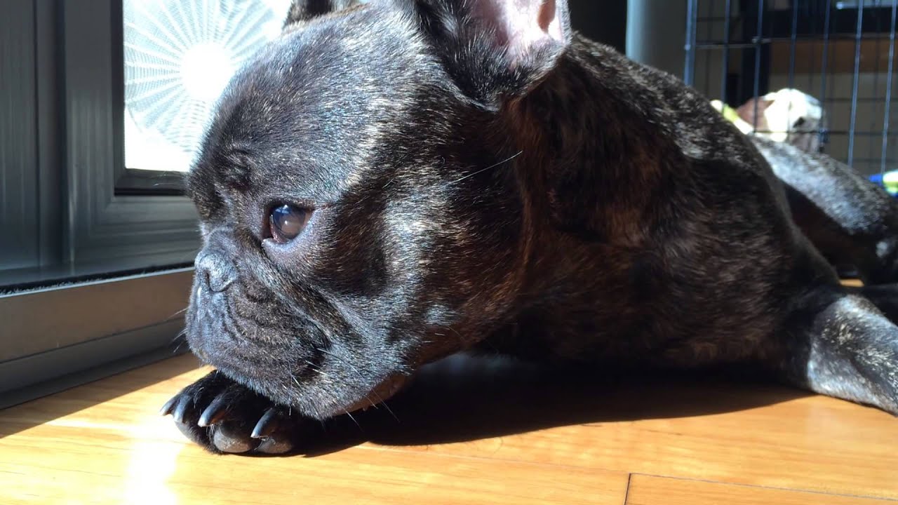 OUR FRENCH BULLDOG - PIERRE BRANDO!! - YouTube