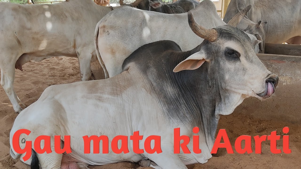 Gau mata ki Aarti🙏🏻गौमाता की आरती🙏🏻@AshramMajri ...