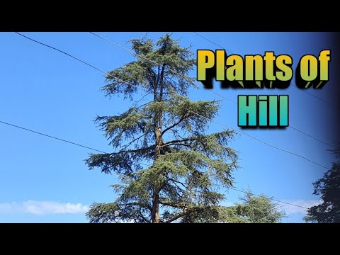 Plants of Hills |Mountain plants|Plants grow on mountains |पर्वतीय पौधे#plants#hilltrees# ...