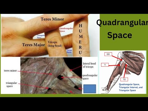 What is quadrangular space ? Where is quadrangular space ? - YouTube