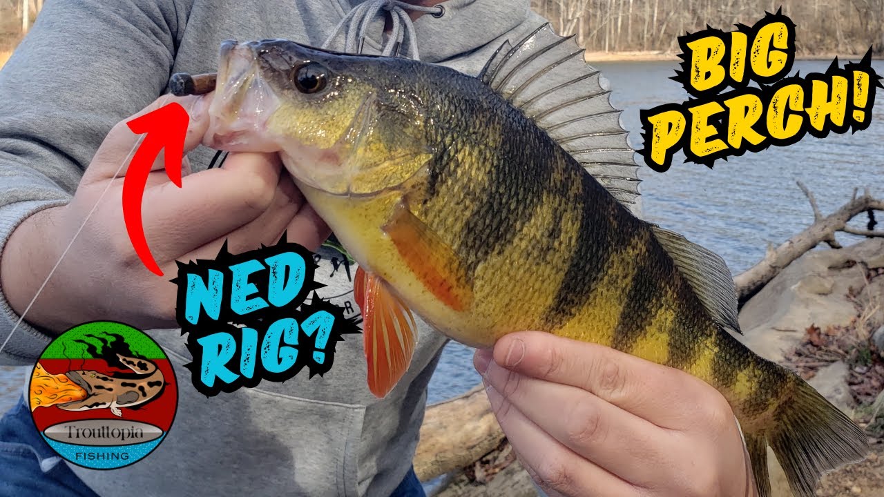 HUGE Yellow Perch On NED RIG?!? (Winter Loch Raven Pickerel/Bass ...