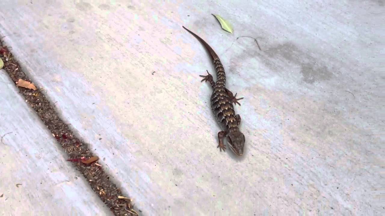 My Pet Alligator Lizard - YouTube