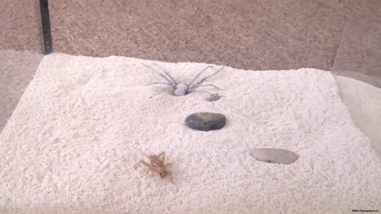 Sicarius terrosus (sand spider) - YouTube