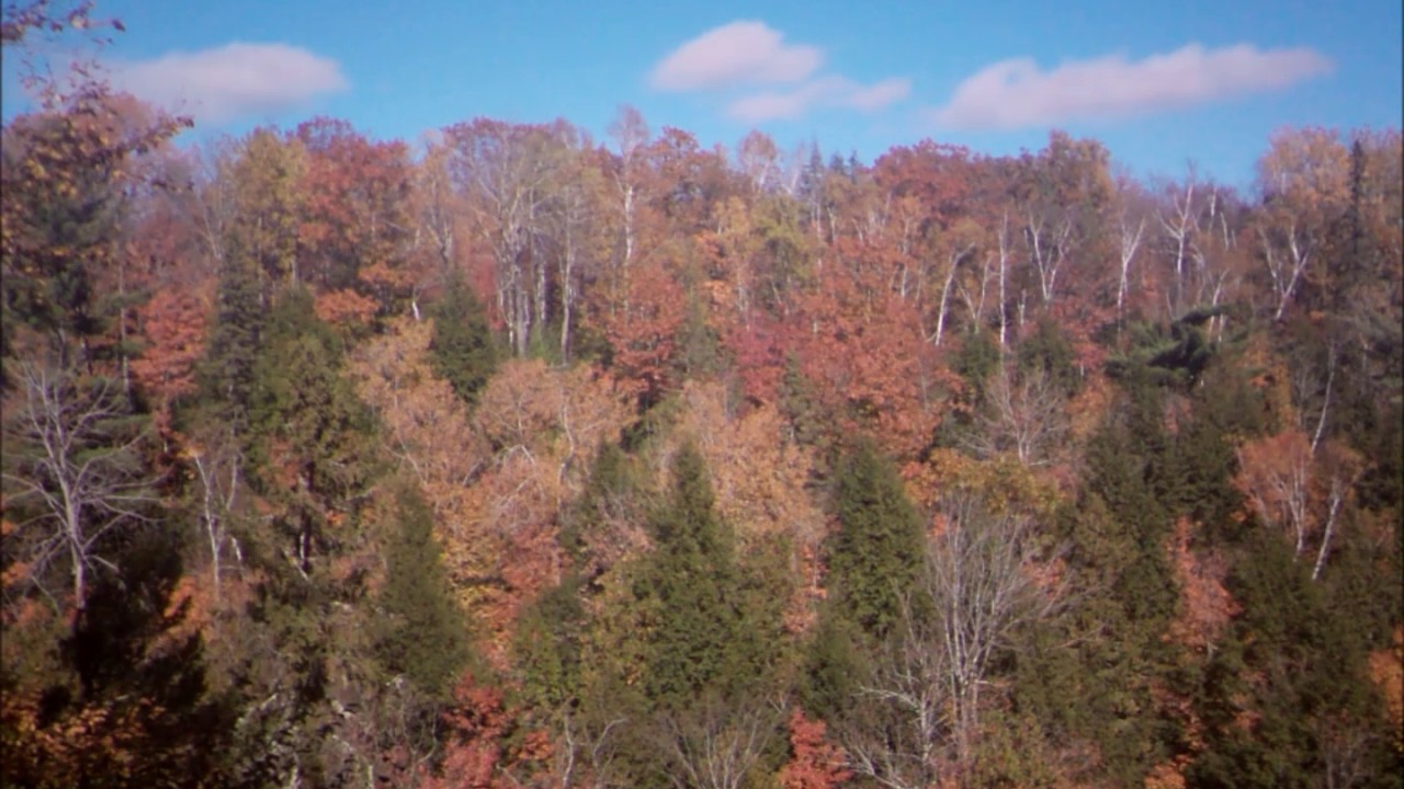 Fast motion dagwaagin (autumn) in the Ceded Territories - YouTube