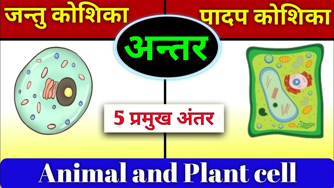 जन्तु कोशिका और पादप कोशिका में अन्तर लिखिए || jantu aur padap koshika ...
