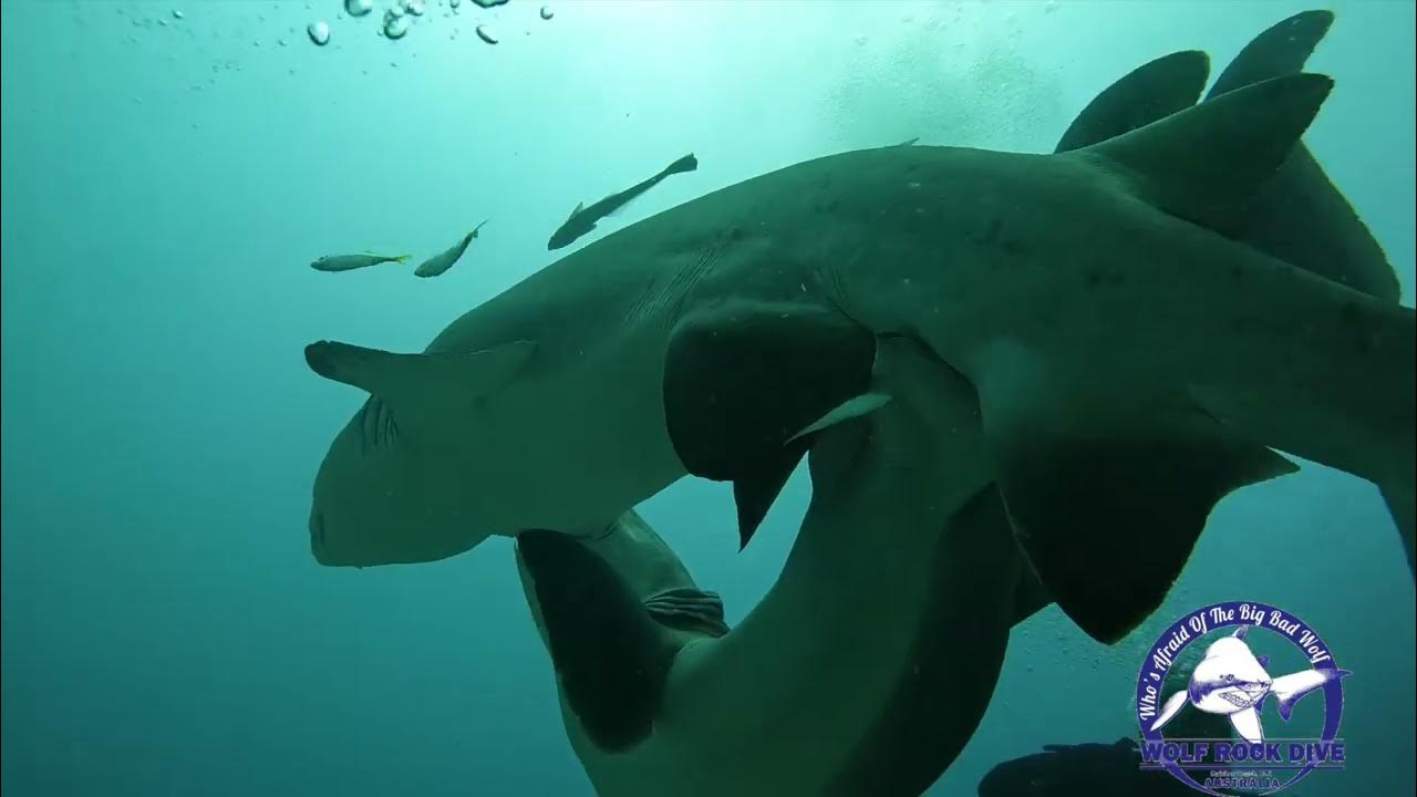 The first ever recording of Grey Nurse Sharks/Raggies/Sand Tigers mating in the wild! Wolf Rock ...