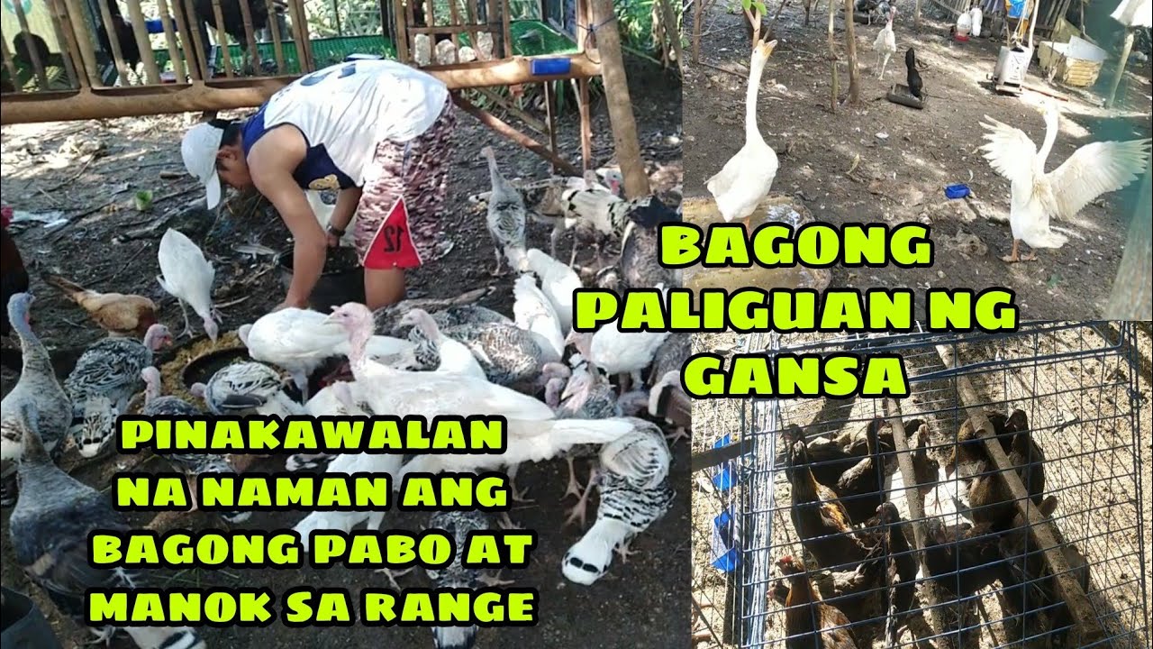 BAGONG PALIGUAN NG GANSA AT PAGPAPAKAWALA NG BAGONG PABO AT MANOK SA ...