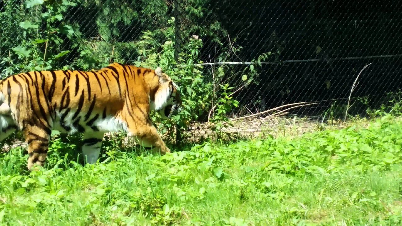 Knuthenborg Safaripark in Denmark. Tiger - YouTube