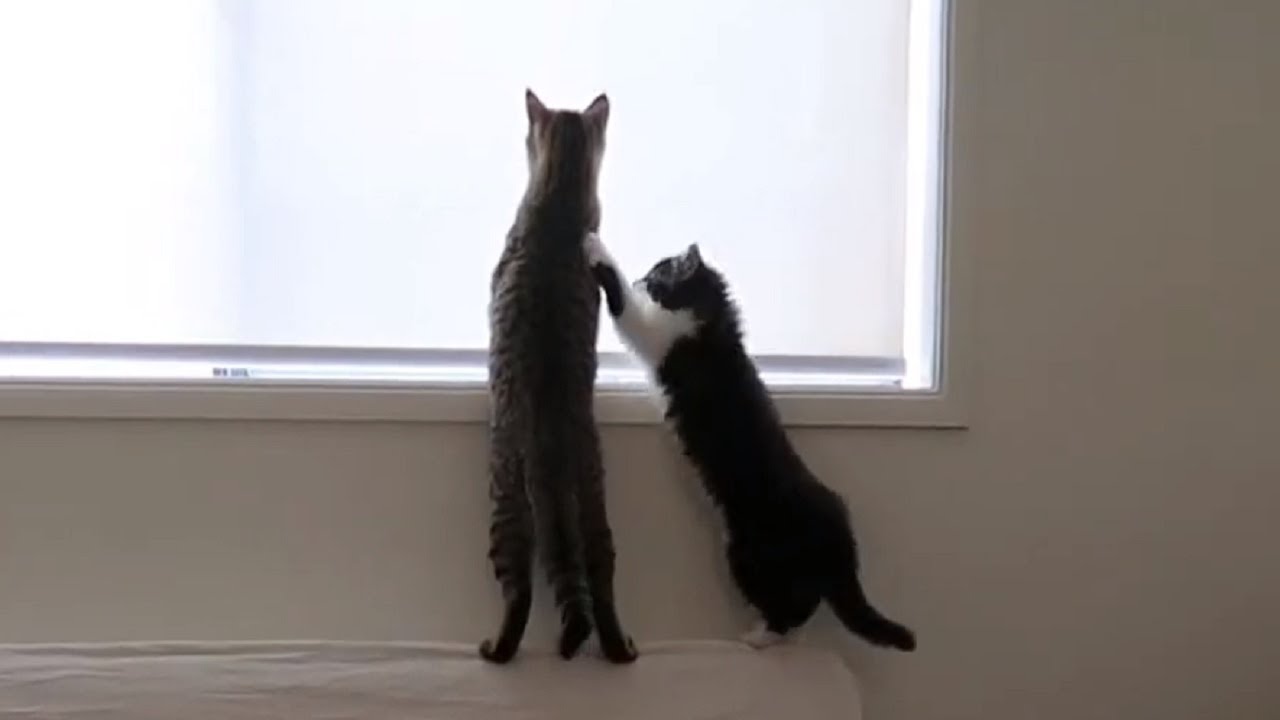 MY CATS RUNNING AWAY FROM FIRE ALARM #cat #scary - YouTube