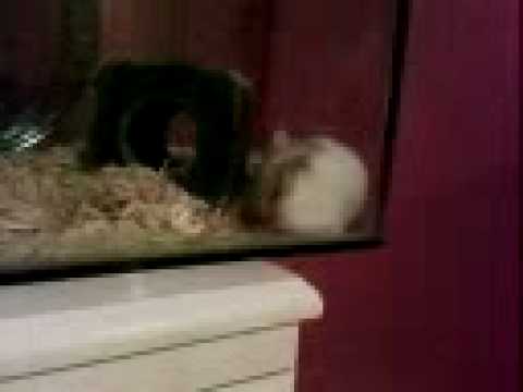 baily danceing hamster xxx