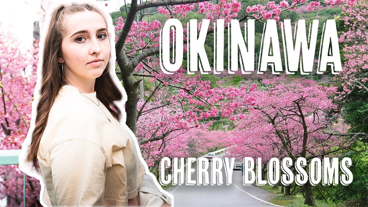 Our First Cherry Blossom Season in Okinawa Japan 🇯🇵 | Mount Yaedake 八重岳 ...