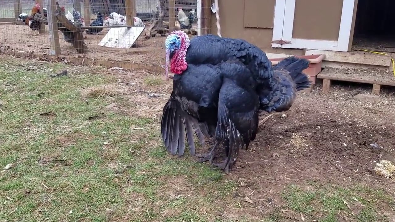 Dancing Turkey - YouTube