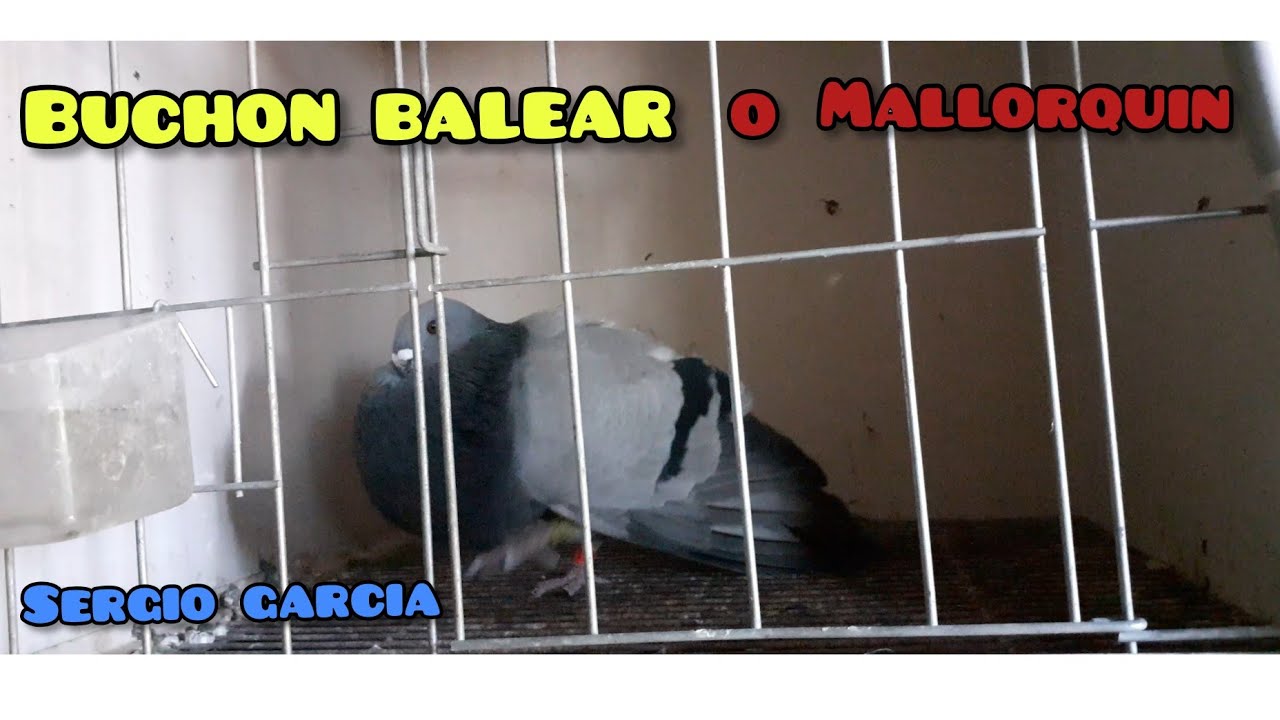 Palomo Buchón Balear o Palomo Mallorquin. Pichón De 3 Meses y medio ...