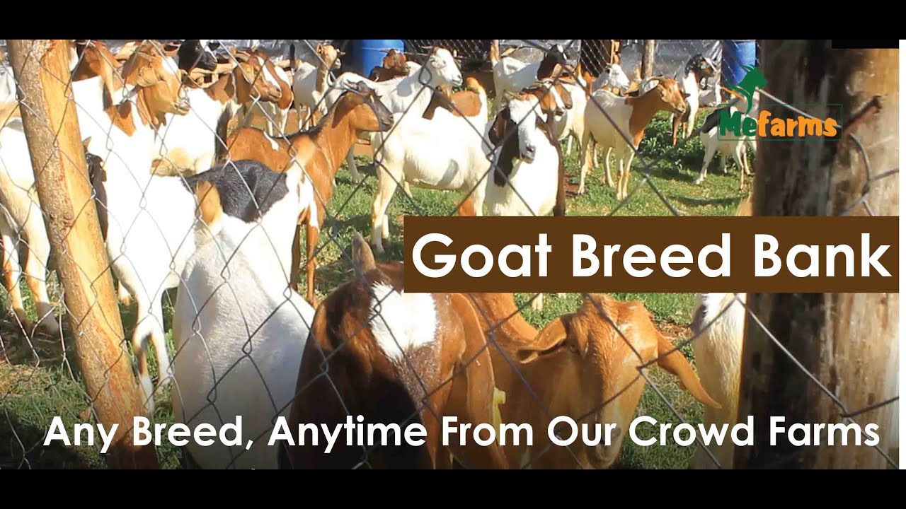 Goat Breed Bank Idea- By MeFarms and how it is to solve Breed scarcity ...