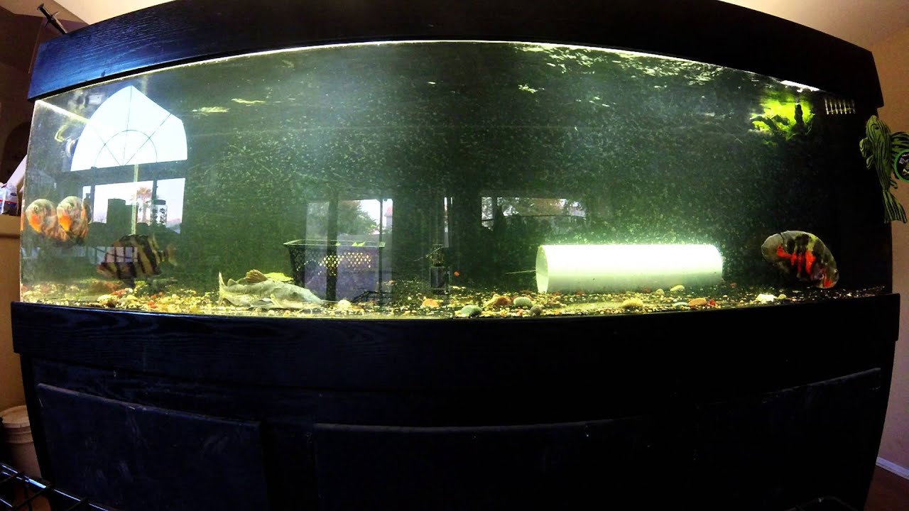 A timelapse of my 300 gallon monster fish tank - YouTube