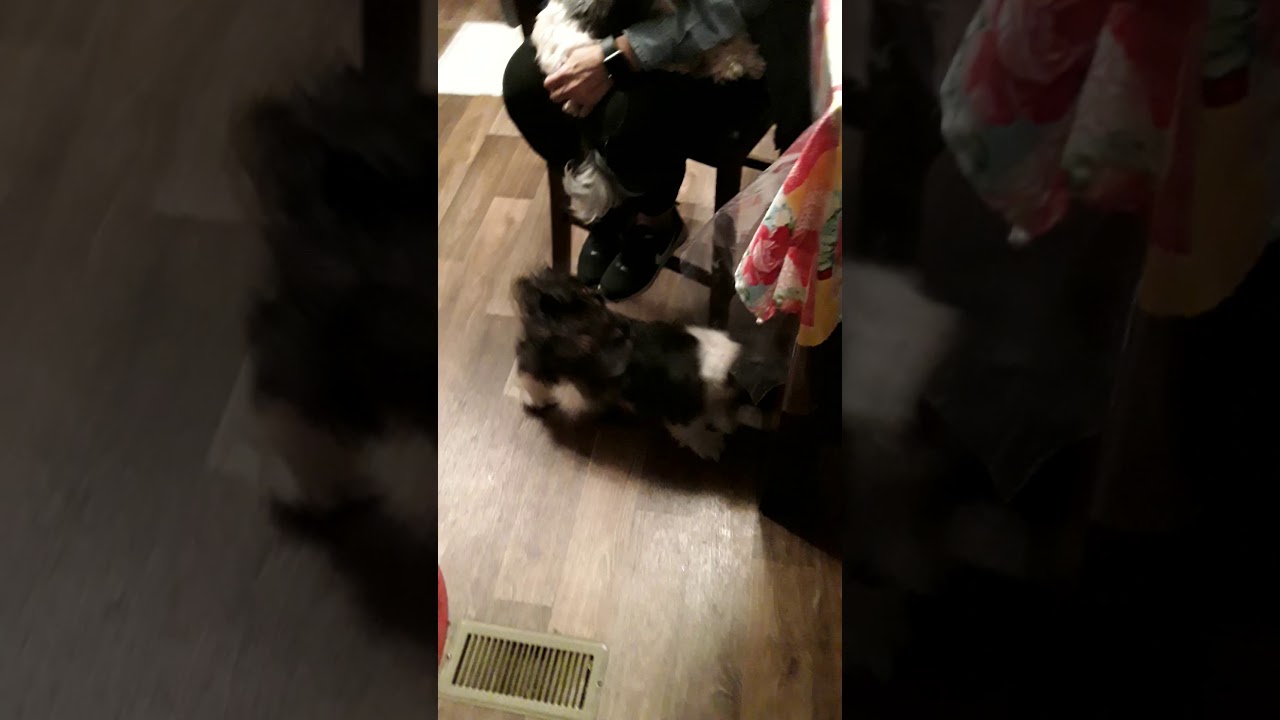 Angry Oreo! - YouTube