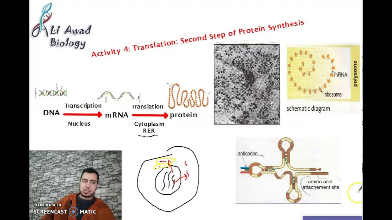 chapter 3, Activity 4: Translation: Second step of Protein Synthesis ...