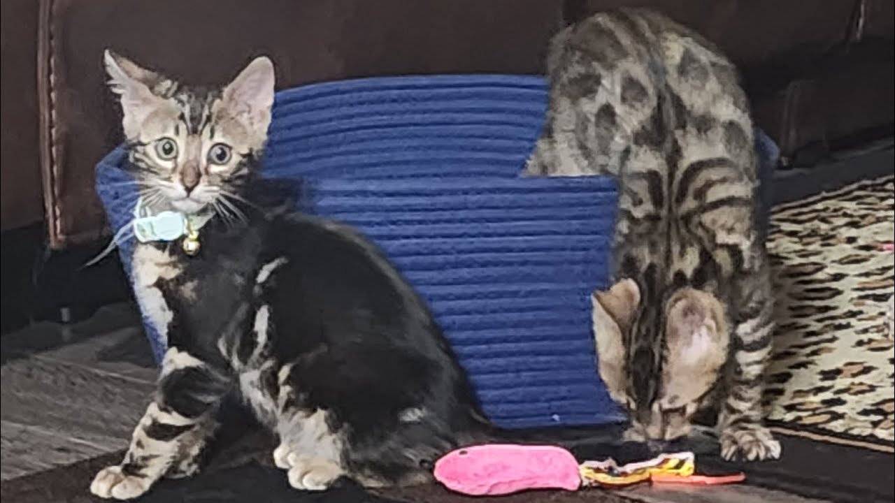 A little late night fun playing with bengal kittens 😸 - YouTube